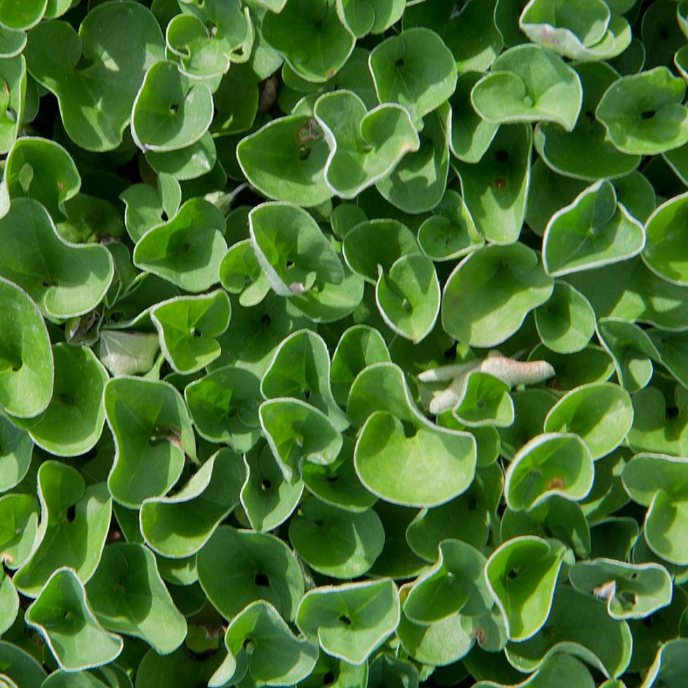 GR Green - D GREEN - Prato mono-specifico di Dichondra Repens