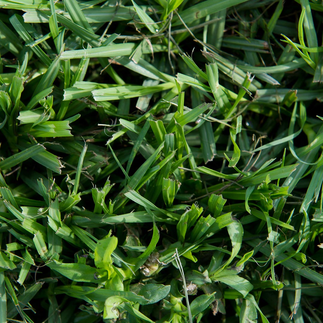 ZOY GREEN | GR Green